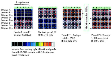 Demonstration Of The Stepwise Formation Of Multi Stranded Structures On
