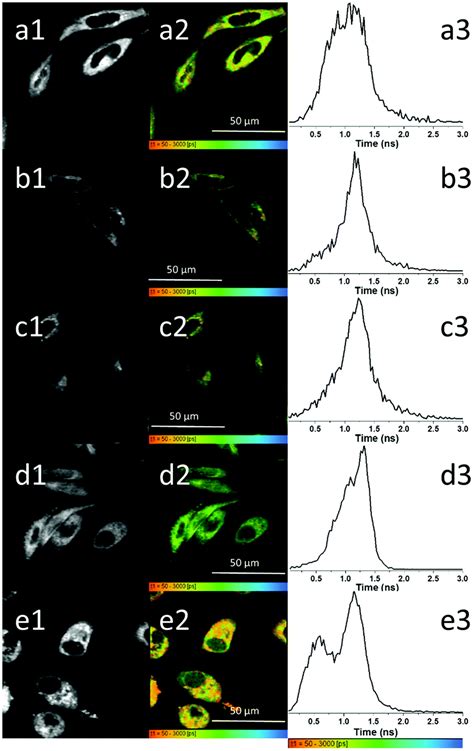 Multiphoton Fluorescence Lifetime Imaging Microscopy Flim And Super