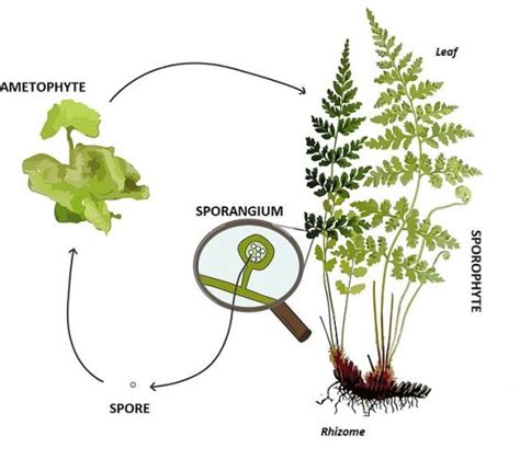 Difference Between Bryophytes And Pteridophytes Definition Structure