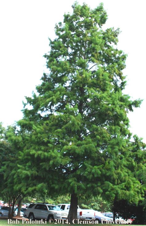 Bald Cypress Home And Garden Information Center