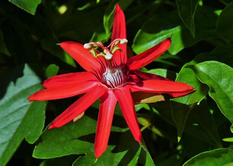 Red Passion Flower Passiflora Miniata Naples Botanical G… Flickr