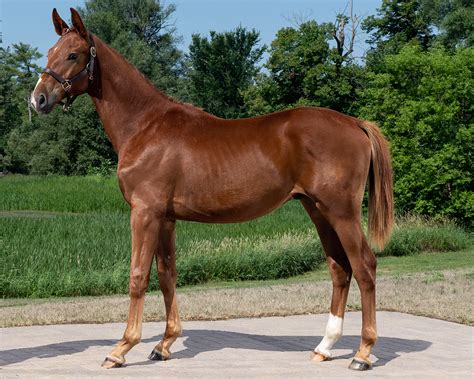orion 1 year old gelding