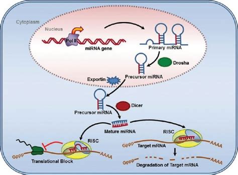 Microrna Biogenesis And Rna Induced Gene Silencing Transcription Of