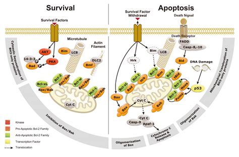 Bcl 2 Pathway