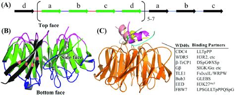 The Definition Of Wd40 Blade And Binding Faces Of Wd40 Repeat Protein