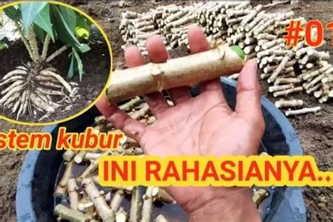 Teknik Terbaru Cara Menanam Tanaman Singkong Dengan Metode Kubur Agar