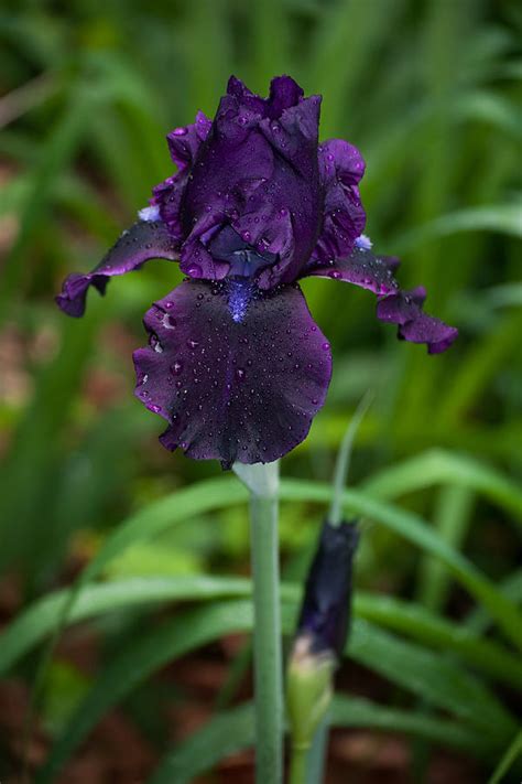 Black Iris Photograph By Penny Lisowski