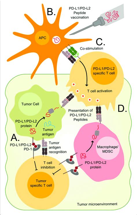Targeting Pd L1 And Pd L2 Expressing Cells A T Cells In The Tumor