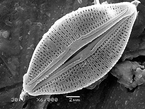 a peek into the sex lives of algae