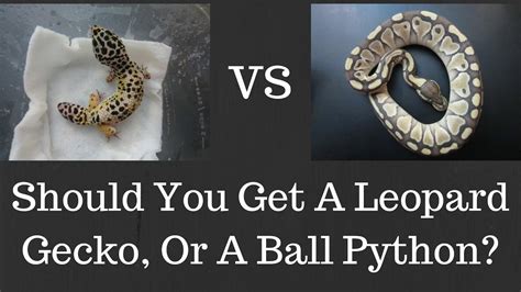 leopard gecko vs ball python which should you get benjamin s