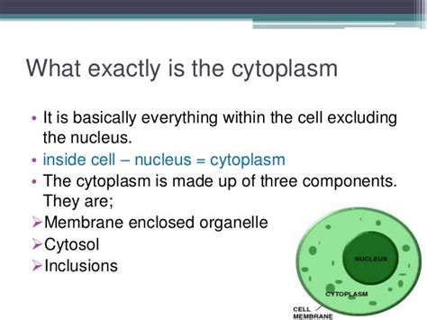 Cytoplasm Ppt Introduction Structure And Function