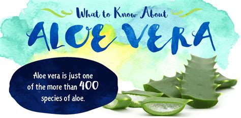 Benefits Of Aloe Vera Everything You Need To Know [infographic