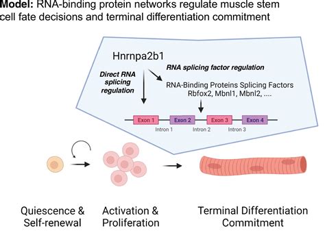 Rna Binding Proteins Direct Myogenic Cell Fate Decisions Elife