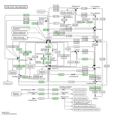 Kegg Pathway Pyruvate Metabolism Chlamydomonas Reinhardtii