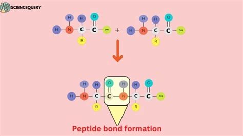 Peptide Bond Formation Science Query