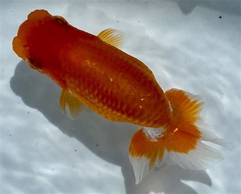 【未使用】5 超大物bd小澤氏直仔 当歳 約10~11cm 同日落札2以上餌進呈 中国四国東北の方送料300円ご負担 北海道九州青森秋田沖縄