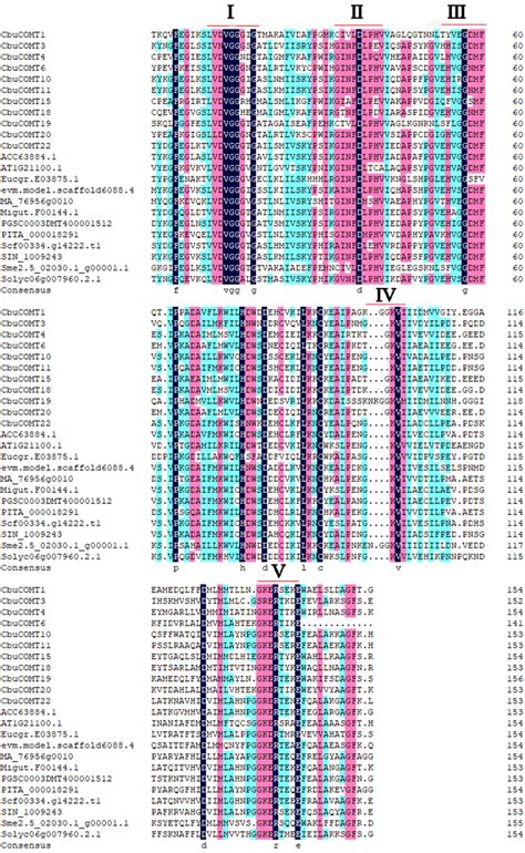 Multiple Sequence Alignment Of The Conserved Domains Of The Comt
