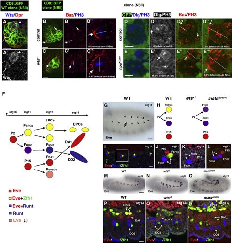 Core Components Of The Hippo Pathway Function In The Asymmetric