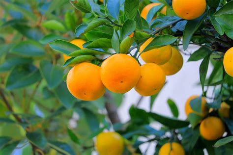 みかんの木を庭に植えてはいけない理由は？風水効果や植える場所・トゲなし品種や鉢植えの方法もご紹介 Siritailog