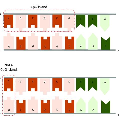 Illustration Of Cpg Islands Download Scientific Diagram