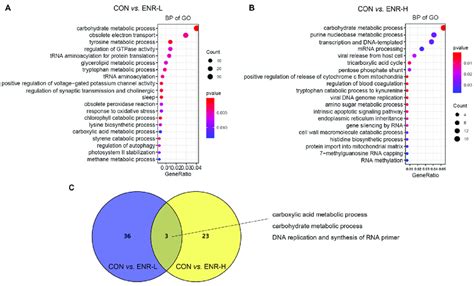 Gene Ontology Go Analysis Of The Differentially Expressed Genes