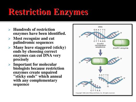 Ppt Lab 7 Restriction Enzymes Powerpoint Presentation Free