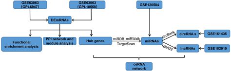 Identification Of A Lncrna Circrna Mirna Mrna Cerna Network In