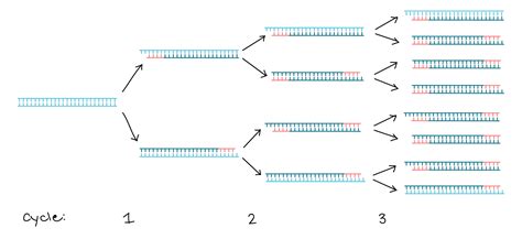 Polymerase Chain Reaction Pcr Definition Steps Principle Application