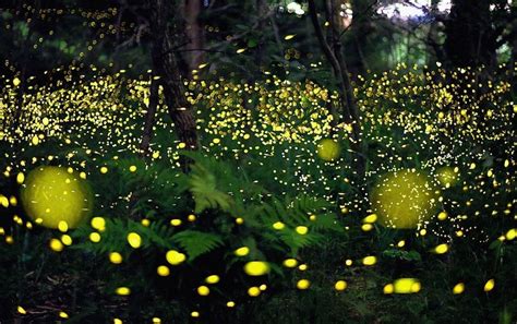 how and why do fireflies light up scientific american