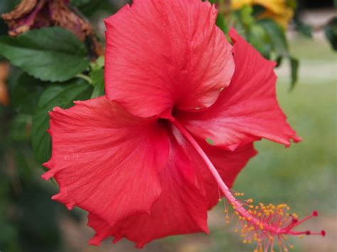 『カンボジアの花、笑顔の子供たち、お土産 （カンボジア4）』シェムリアップ カンボジア の旅行記・ブログ By Ellieさん【フォートラベル】