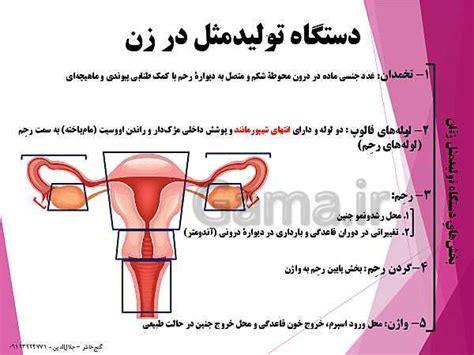 پاورپوینت زیست شناسی یازدهم تجربی فصل 7 تولید مثل گفتار 2 دستگاه