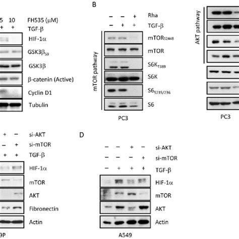 A549 Cells Treated With Tgf β Undergo Emt A Tgf β Treatment For 24 H