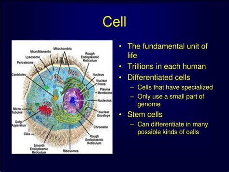 ppt the cellular and molecular basis of inheritance powerpoint