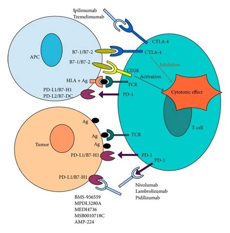 Mitogen Activated Protein Kinase Mapk Signalling Pathway Mapk