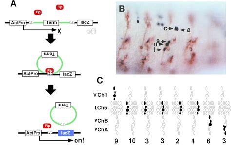 A Lineage Analysis Using The Yeast Flp Frt Method A Brief Heat Shock
