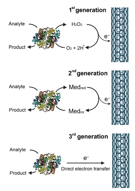 Different Generations Of Amperometric Biosensors In The First