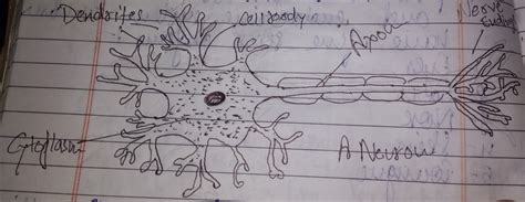 Make A Sketch Of Human Nerve Cell What Function Do Nerve Cell Perform