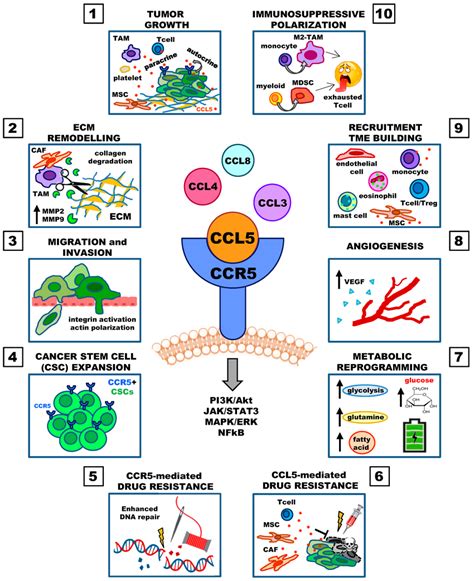 Involvement Of The Ccl5 Ccr5 Axis In Cancer Progression 1 Ccl5