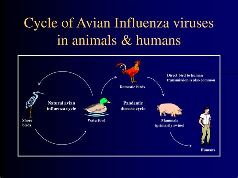 Ppt Avian Influenza A H5n1 “bird Flu” Trcpa November 18 2005