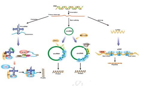 Lncrna 调控 示意图 第13页 大山谷图库