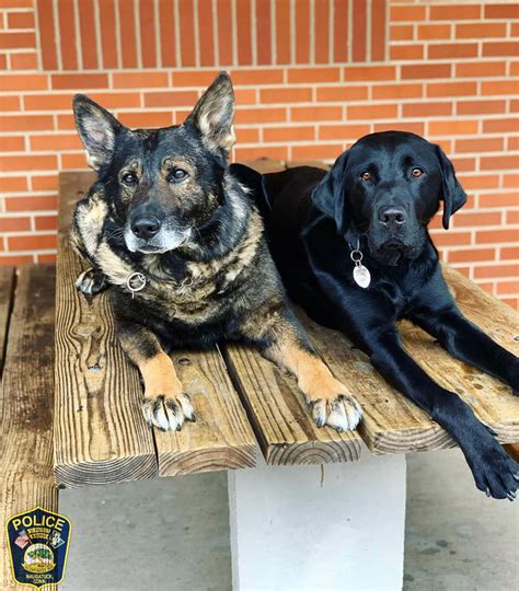 Naugatuck Police Dept Mourns The Loss Of Loyal K9 Vane Naugatuck Ct