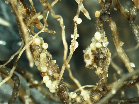 Parasitic Nematodes In Soybean