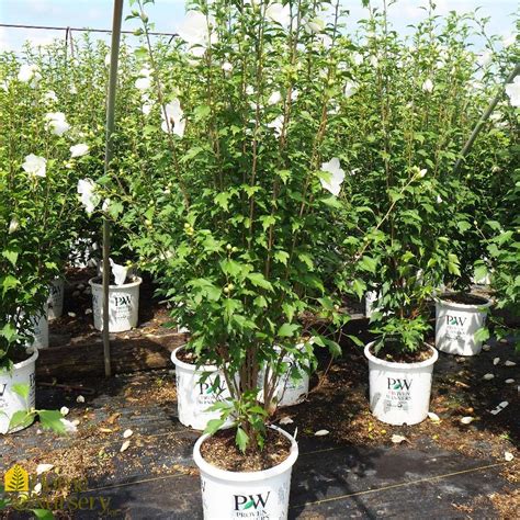 Hibiscus Syriacus White Pillar® Rose Of Sharon From Home Nursery