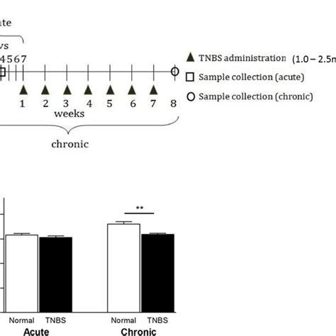 Tnbs Induced Acute And Chronic Colitis For Balb C Mice N 12 A