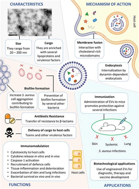 Extracellular Vesicles And Their Role In Staphylococcus Aureus