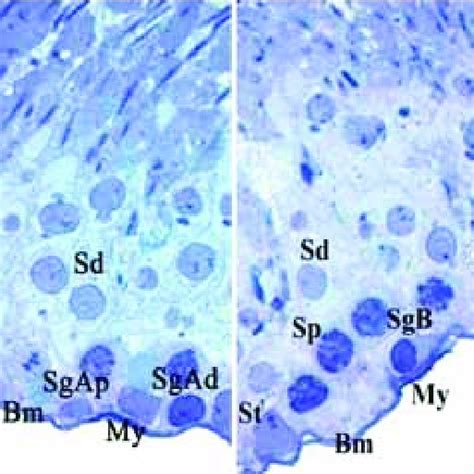 Photomicrographs Of A Semithin Section Of Control Rat Testis Showing