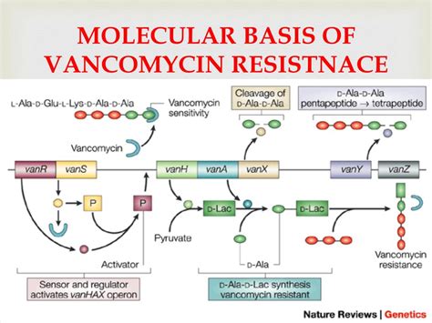 Ppt Vancomycin Resistant Enterococci Powerpoint Presentation Free