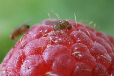 Crispr Based Technology Targets Global Crop Pest Current Science Daily