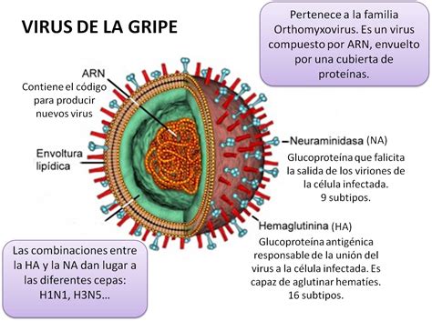 La Gripe De 1918 O Gripe EspaÑola