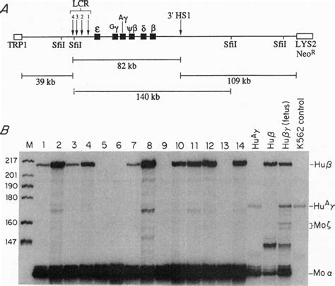 A Physical Map Of The Human Globin Yac B Rnase Protection